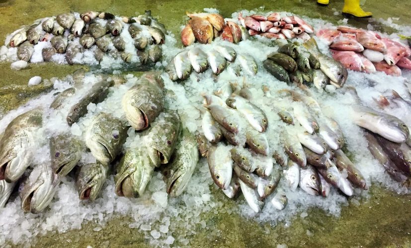 seafood processing | product packaging | cold chain integration